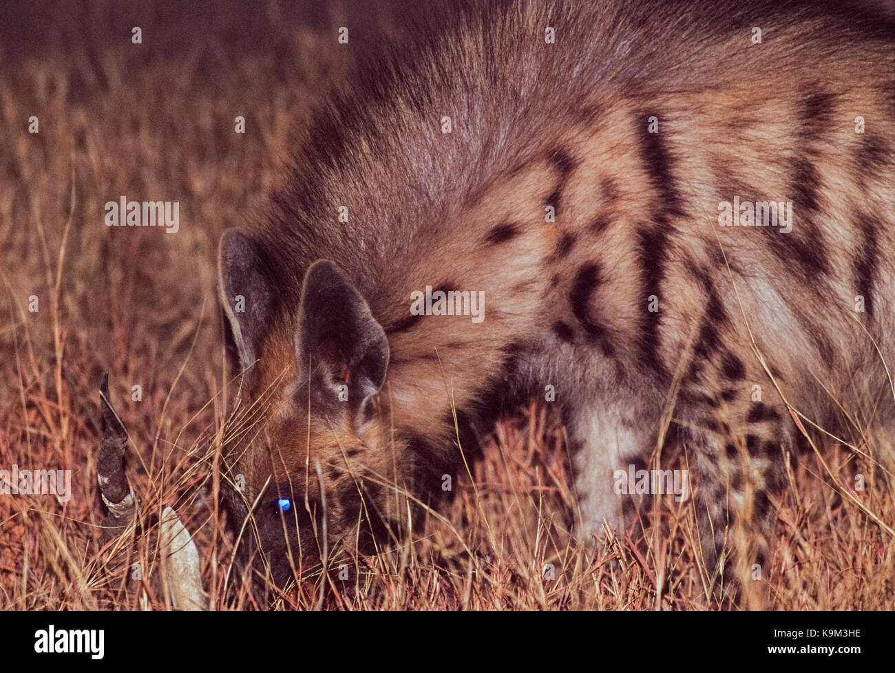 Indian striped hyena (Hyaena hyaena), scavenging at night on wild boar ...