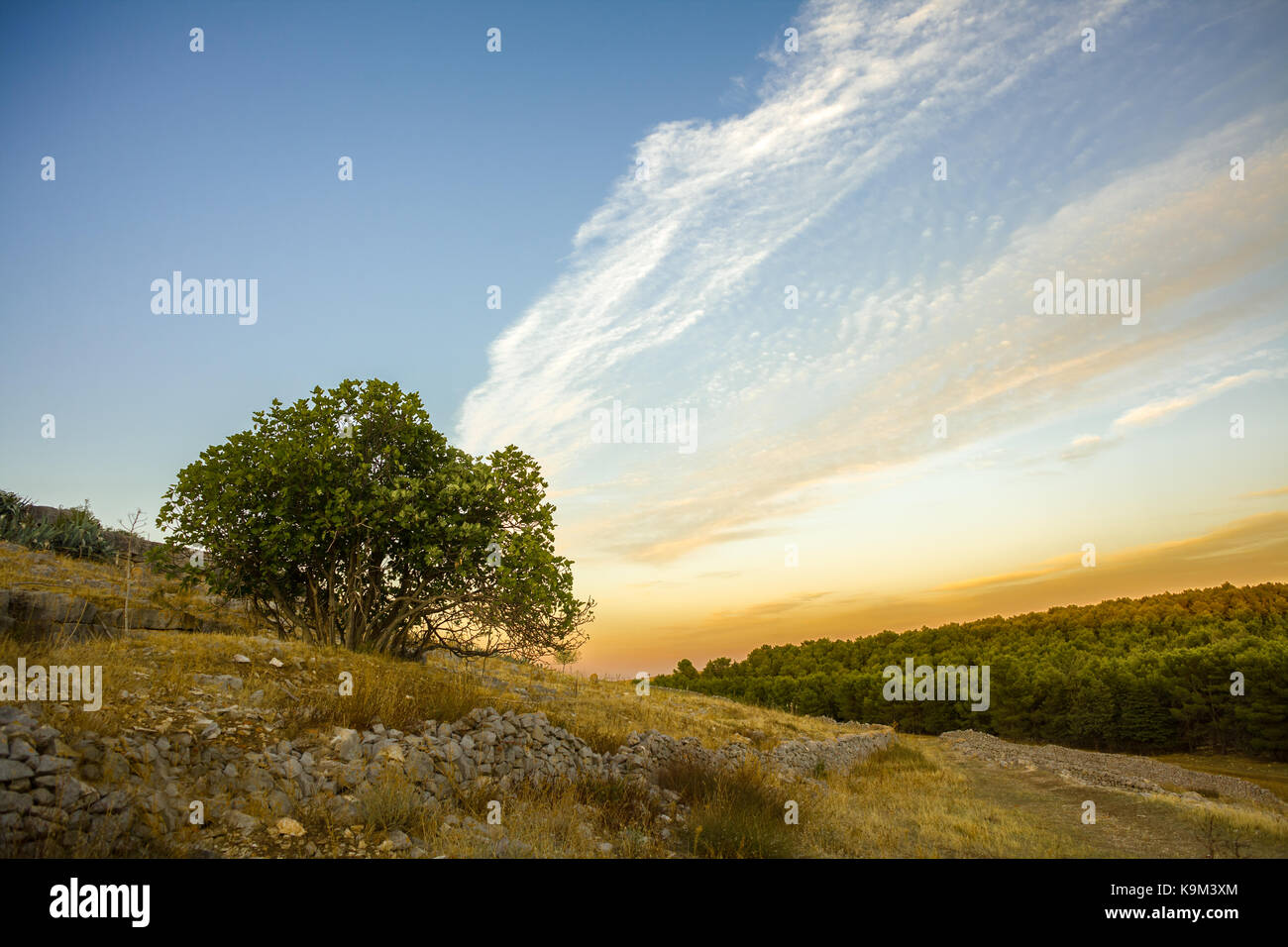 Fig tree dry leaves hi-res stock photography and images - Alamy