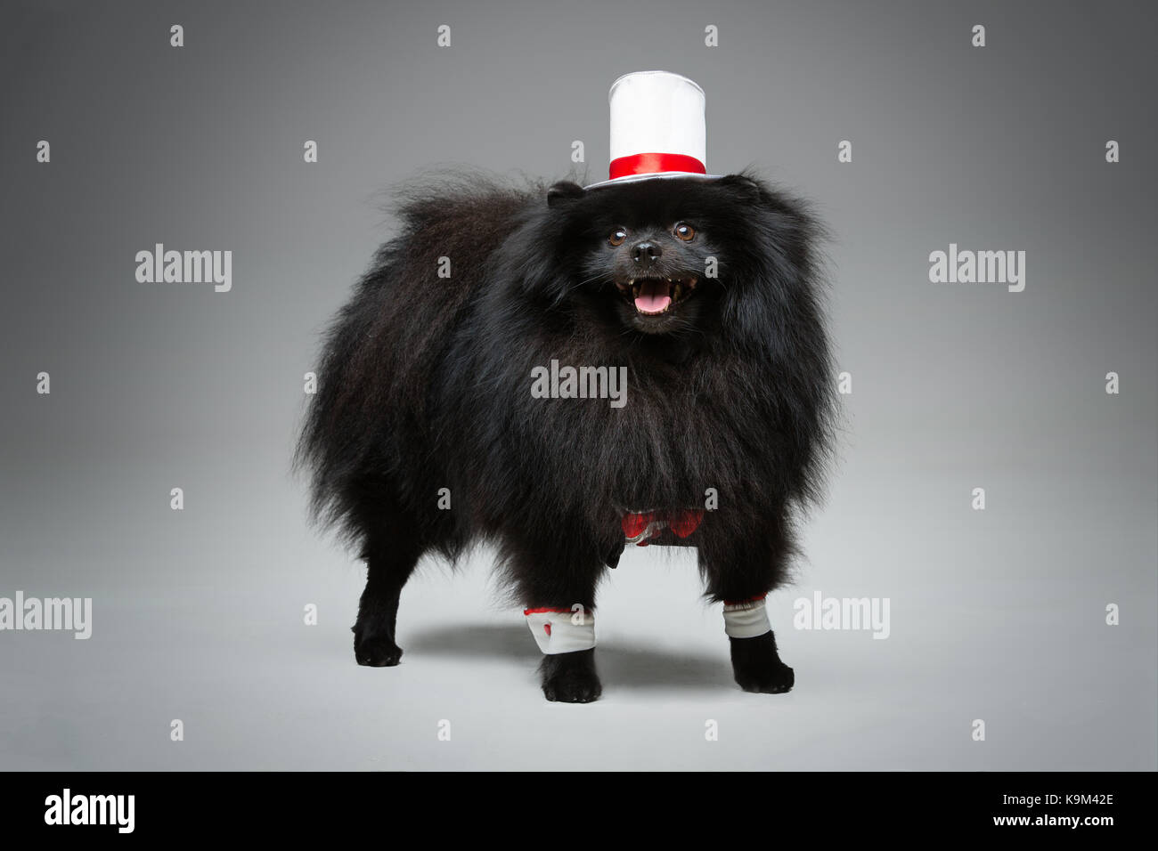 Handsome spitz groom in suit, red bow and silk hat on gray background ...
