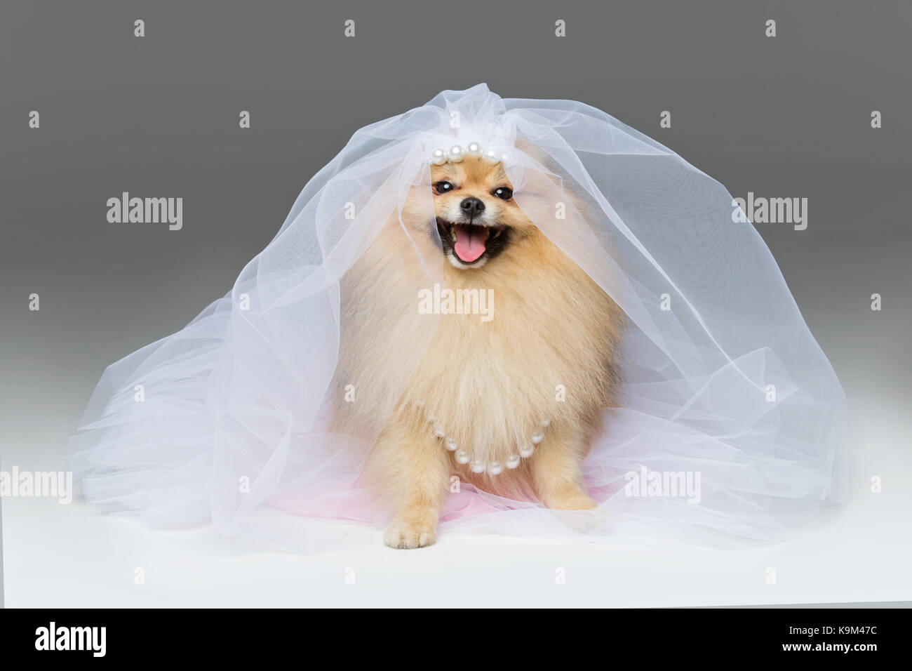 beautiful spitz dog bride in skirt and veil on gray background. copy ...