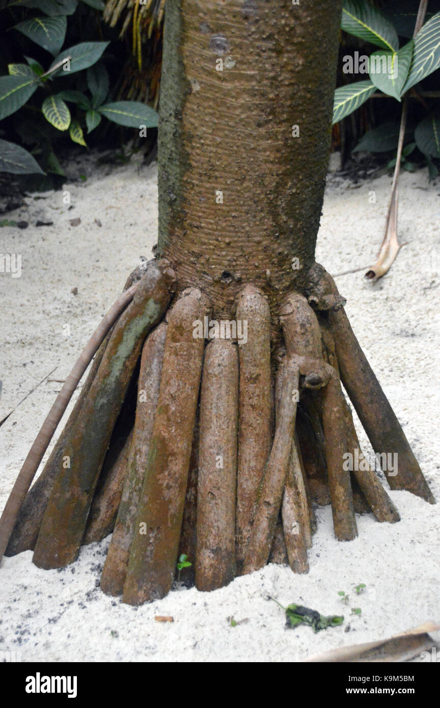 Stilt Root Screw Pine