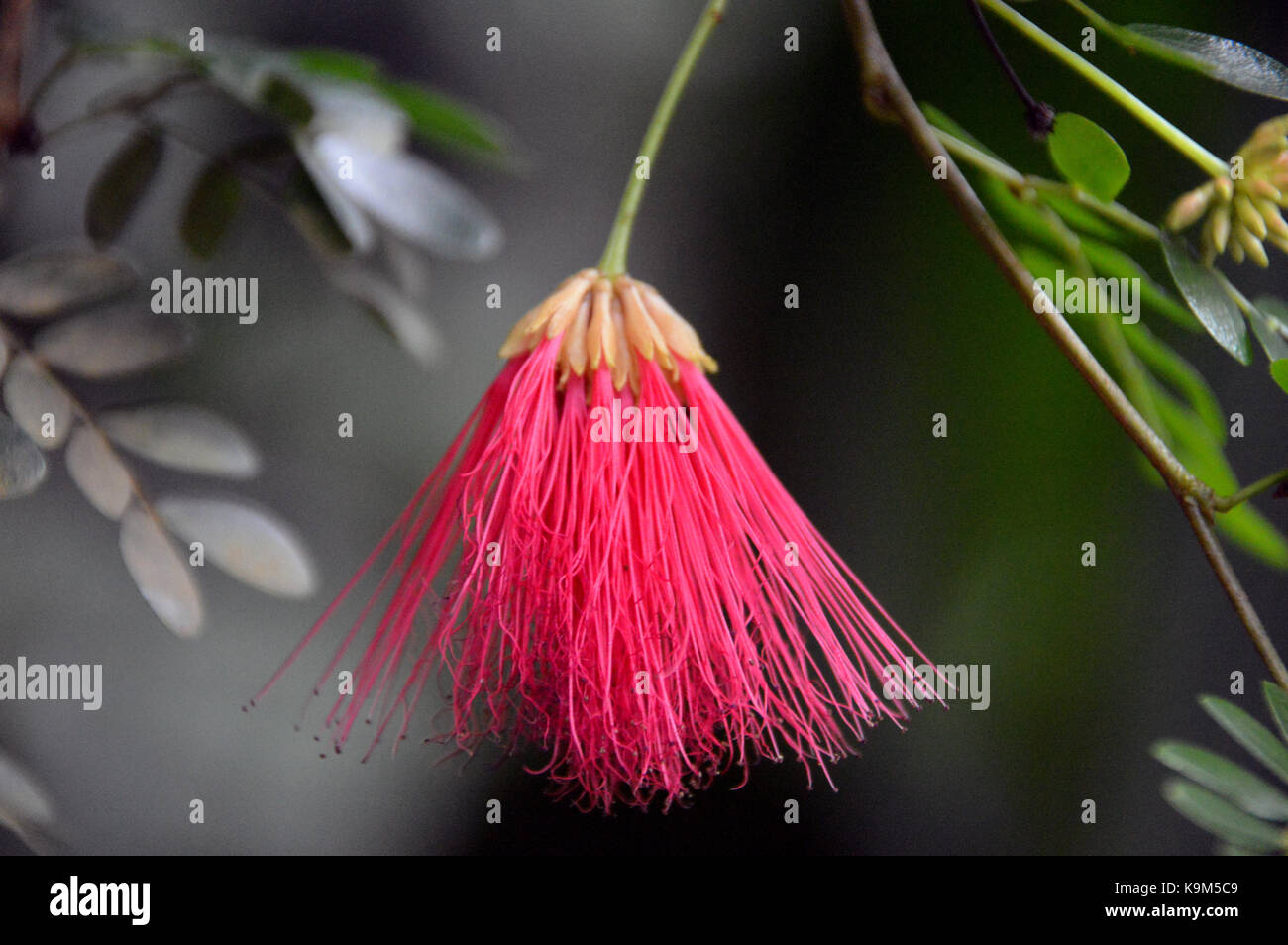 Make family tree project hi-res stock photography and images - Alamy