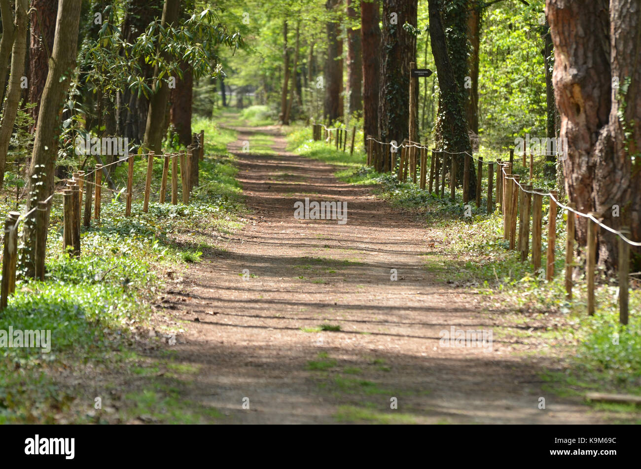 Spring, road, park, nature, tree, green Stock Photo - Alamy