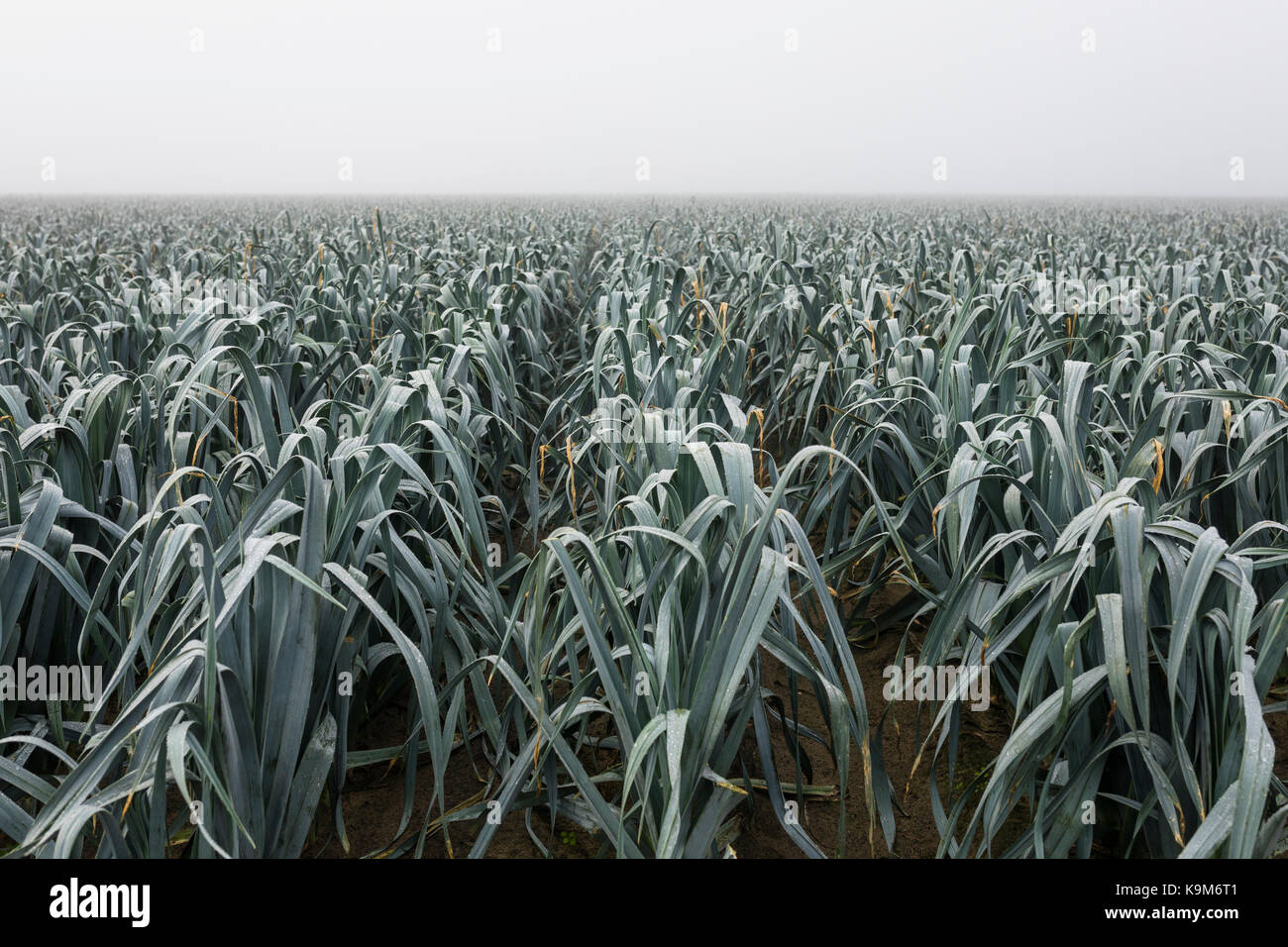 Crop in europe hi-res stock photography and images - Alamy