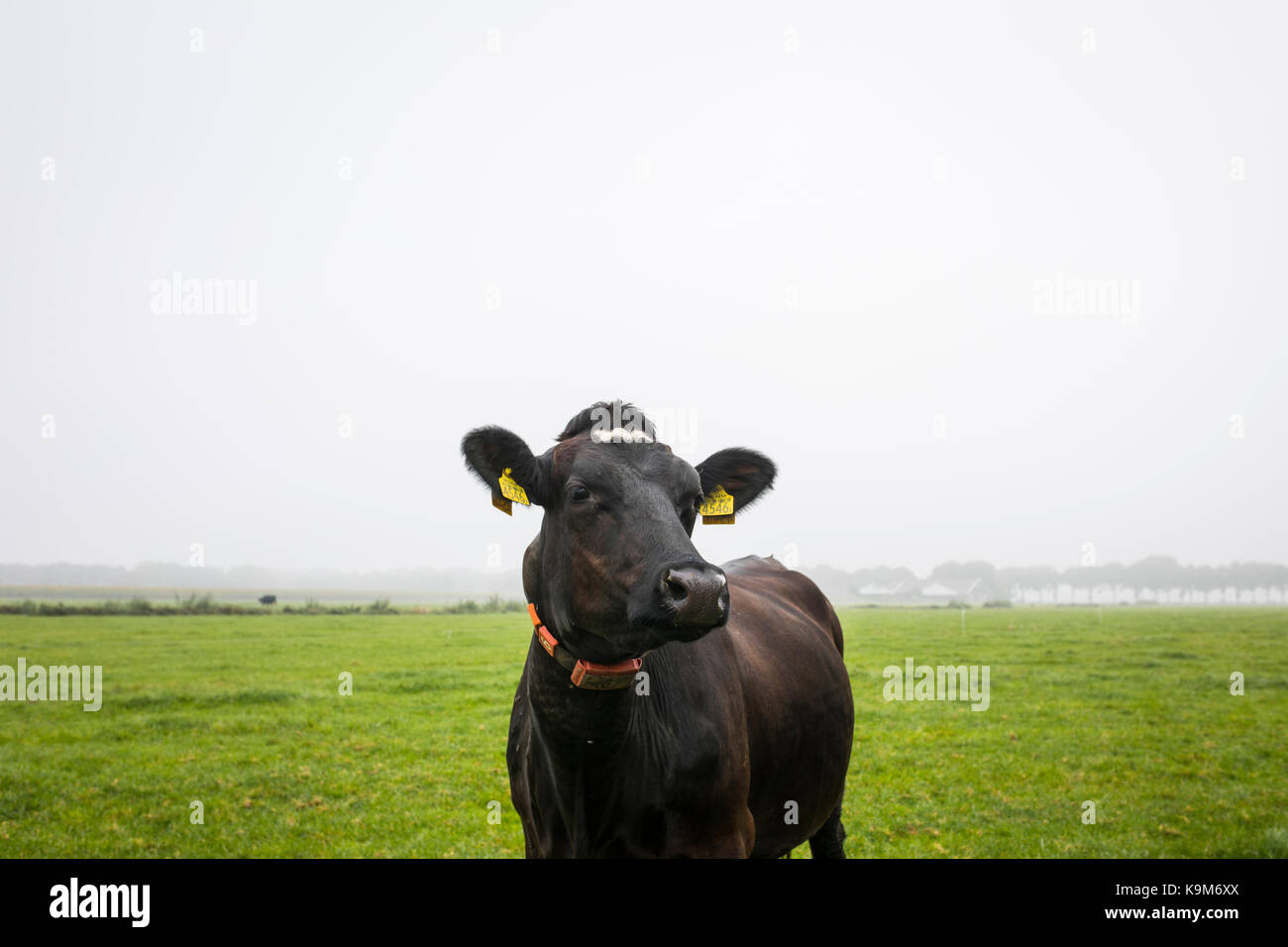 Dutch cow in a meadow, misty weather, Netherlands scenery Stock Photo ...