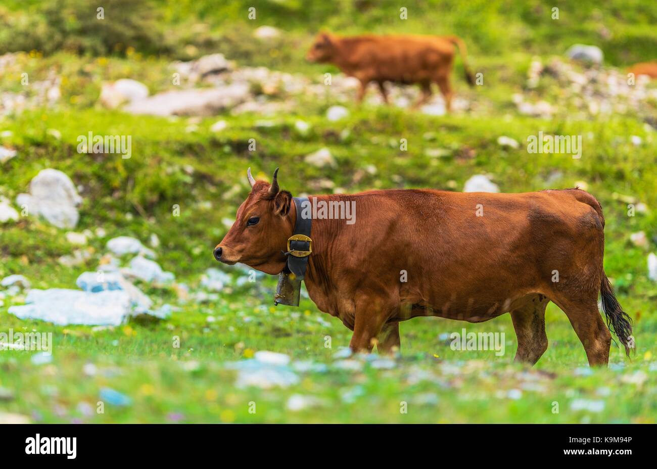 Cows on Side of the Mountain. Swiss Rocky Pasture. Switzerland Farming ...
