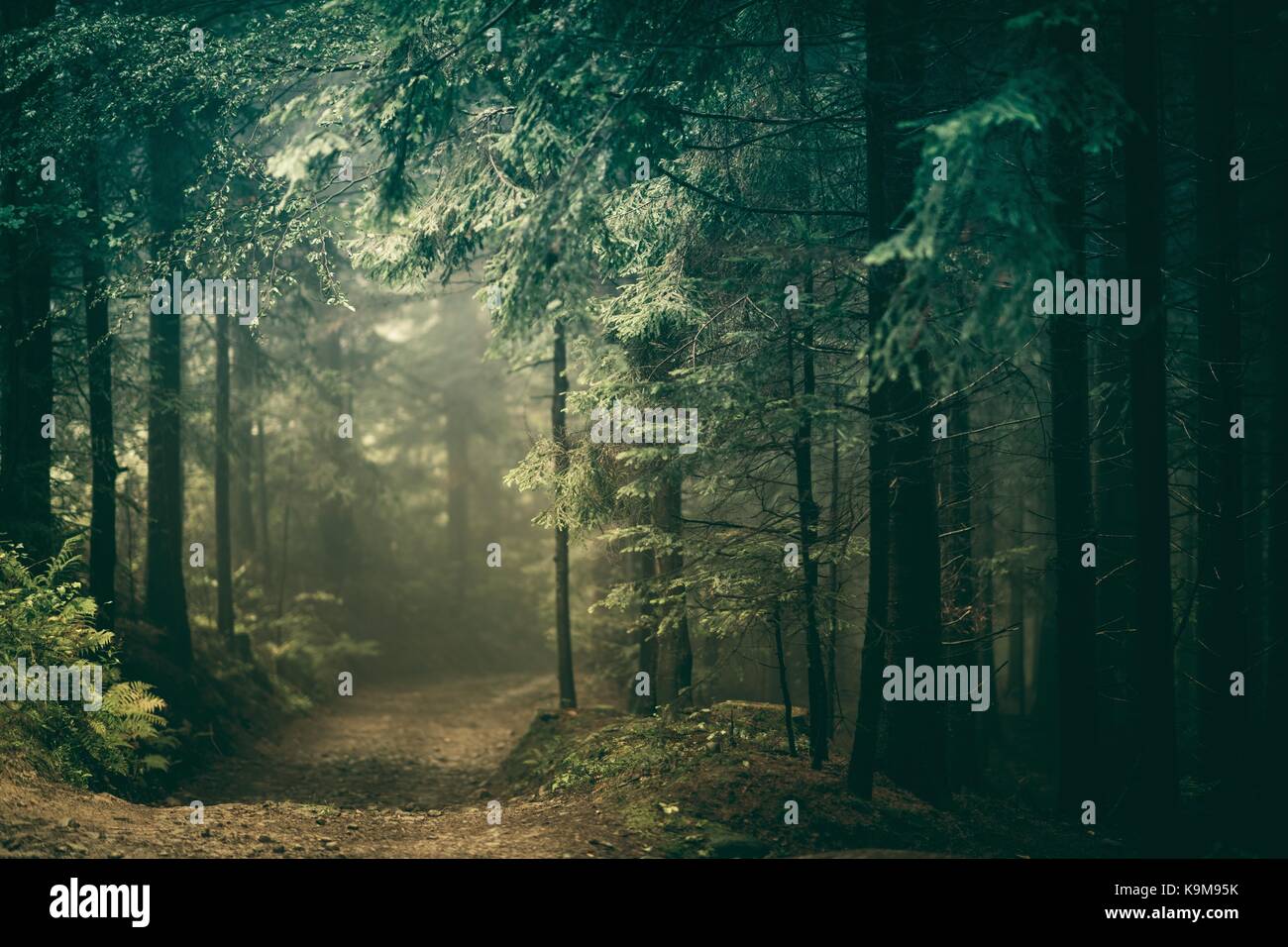 Countryside Road Through the Forest. Scenic Forest Place. Outdoor and ...