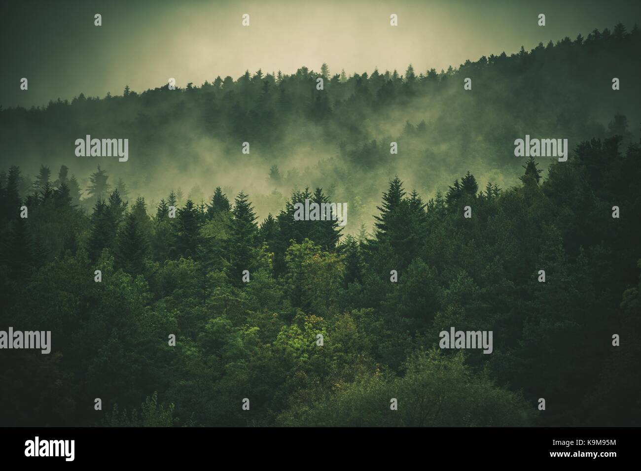 Forest Hills Covered by Fog. Soggy and Foggy Weather Landscape Photo ...
