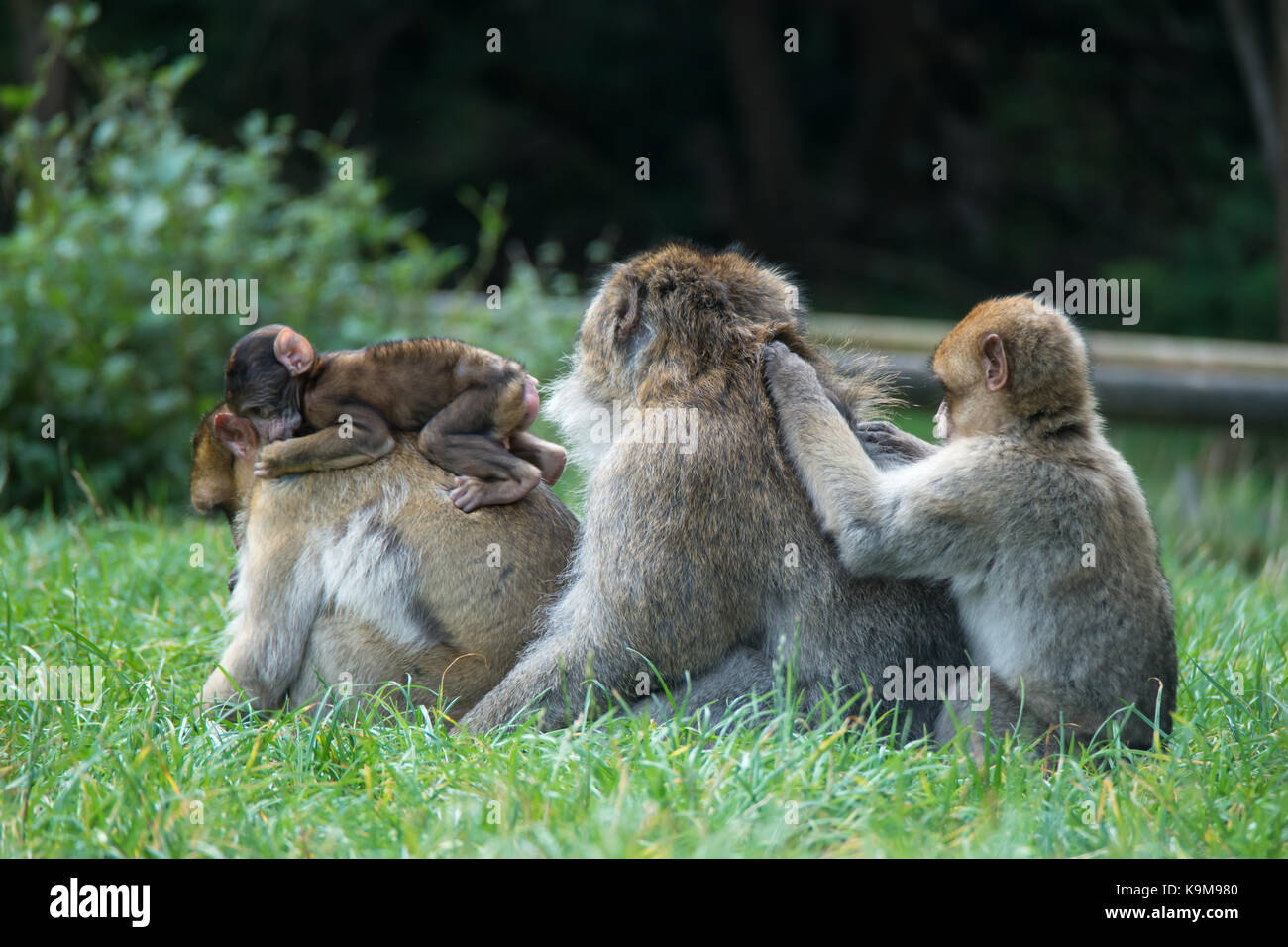 Family group of monkeys with baby on mothers back Stock Photo - Alamy