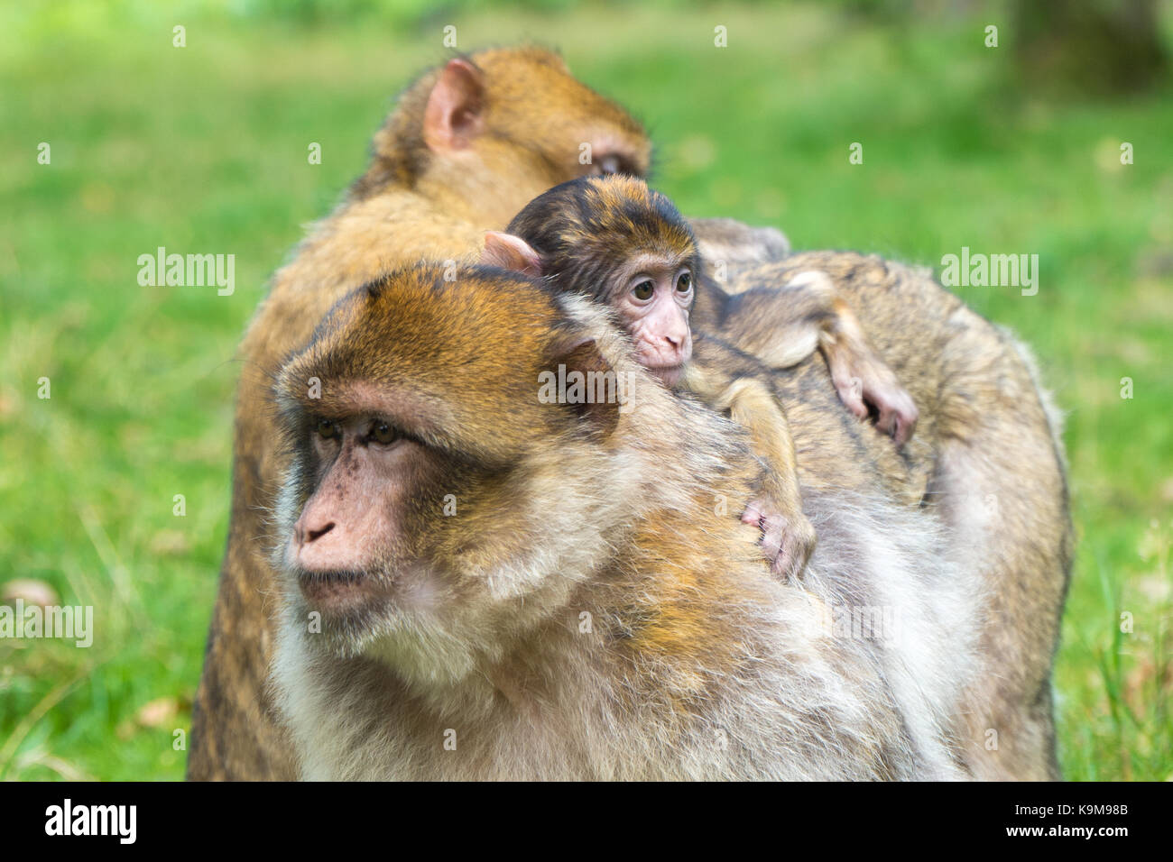 Family group of monkeys with baby on mothers back Stock Photo - Alamy
