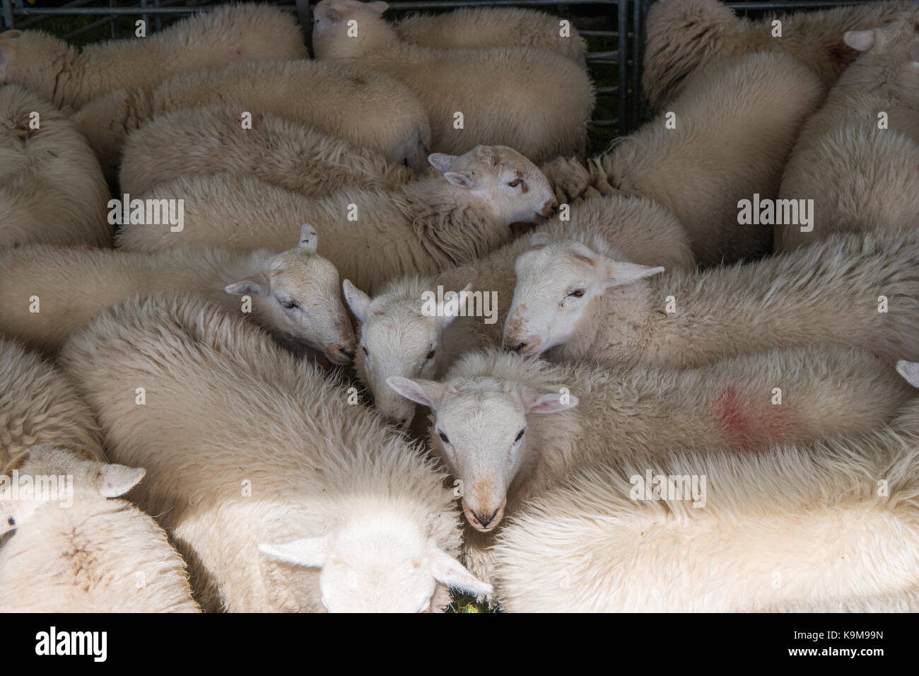 Sheep fold hi-res stock photography and images - Alamy