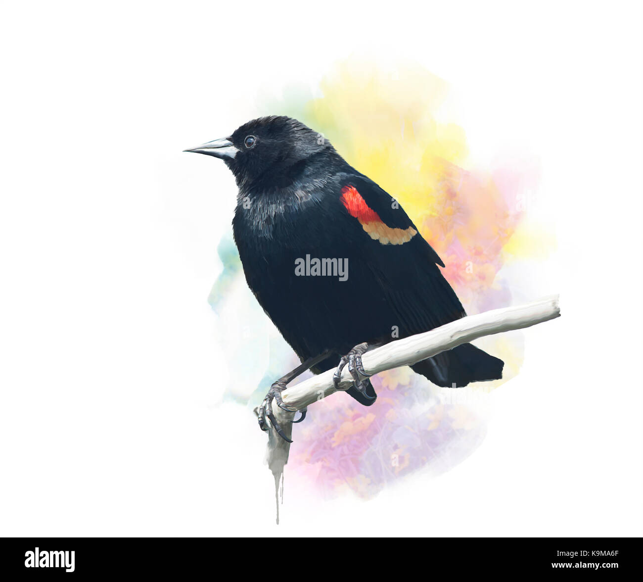 Digital Painting of Red-Winged Blackbird Stock Photo - Alamy