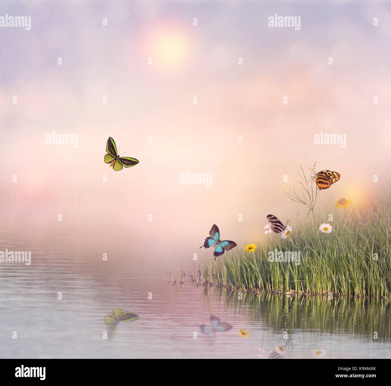 Flowers and Butterflies near a pond Stock Photo - Alamy