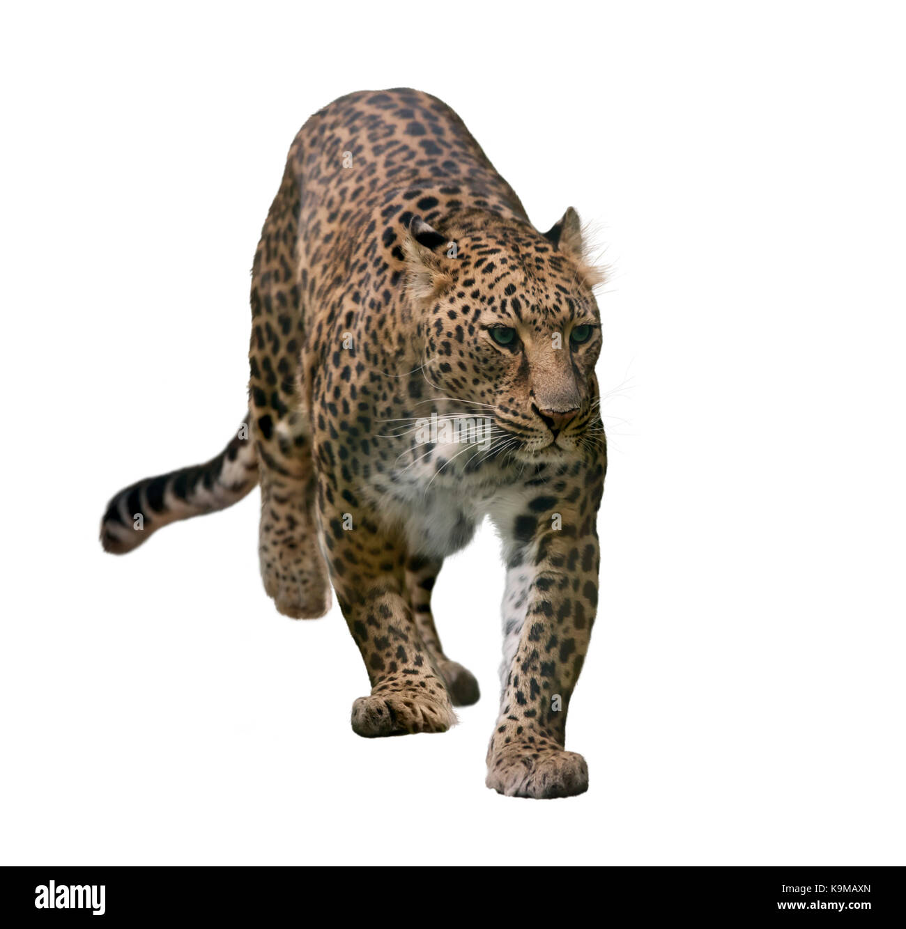 Leopard Portrait isolated on white background Stock Photo - Alamy