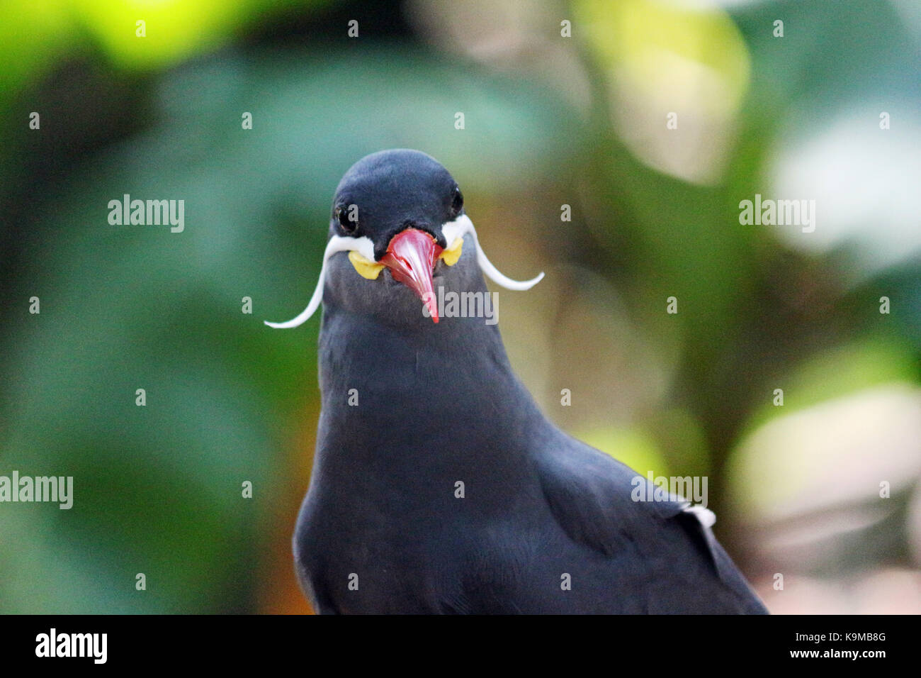 A close up head shot of an Inca Tern Bird native to Peru and Chile with ...