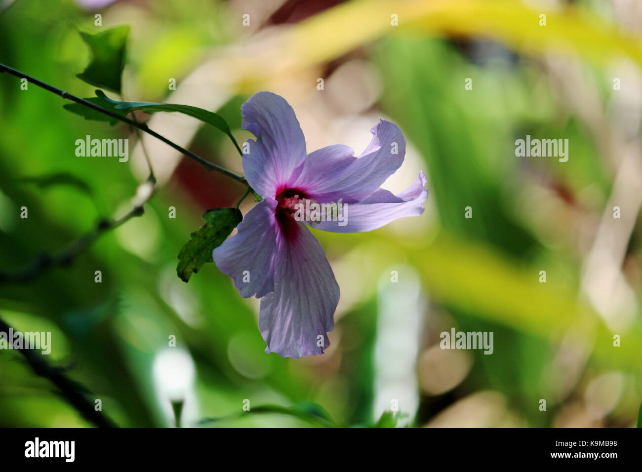 A Periwinkle / Light Purple Hibiscus growing outward Stock Photo - Alamy