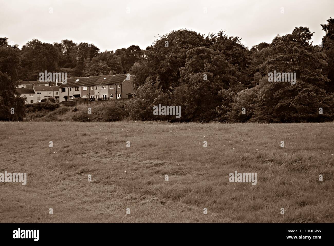 Tree landscape in sepia hi-res stock photography and images - Alamy
