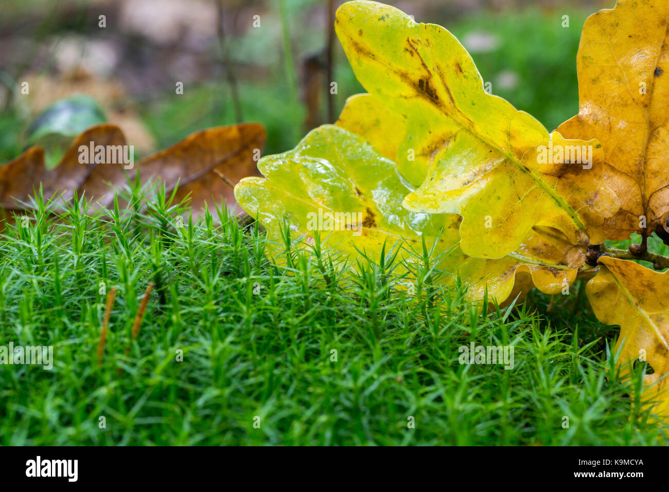 fall leaves on moss background closeup Stock Photo - Alamy