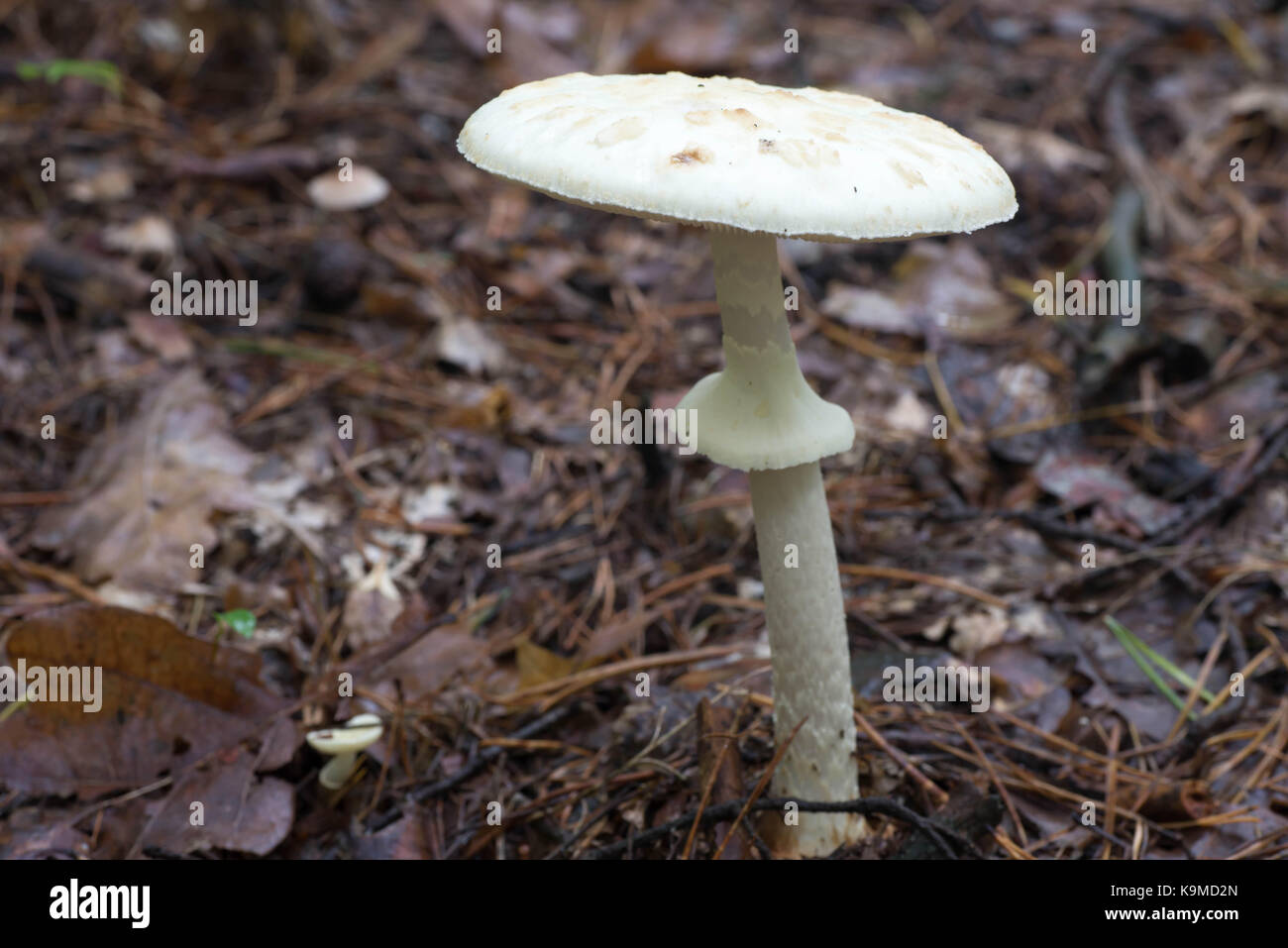 toadstool mushroom in forest closeup Stock Photo - Alamy