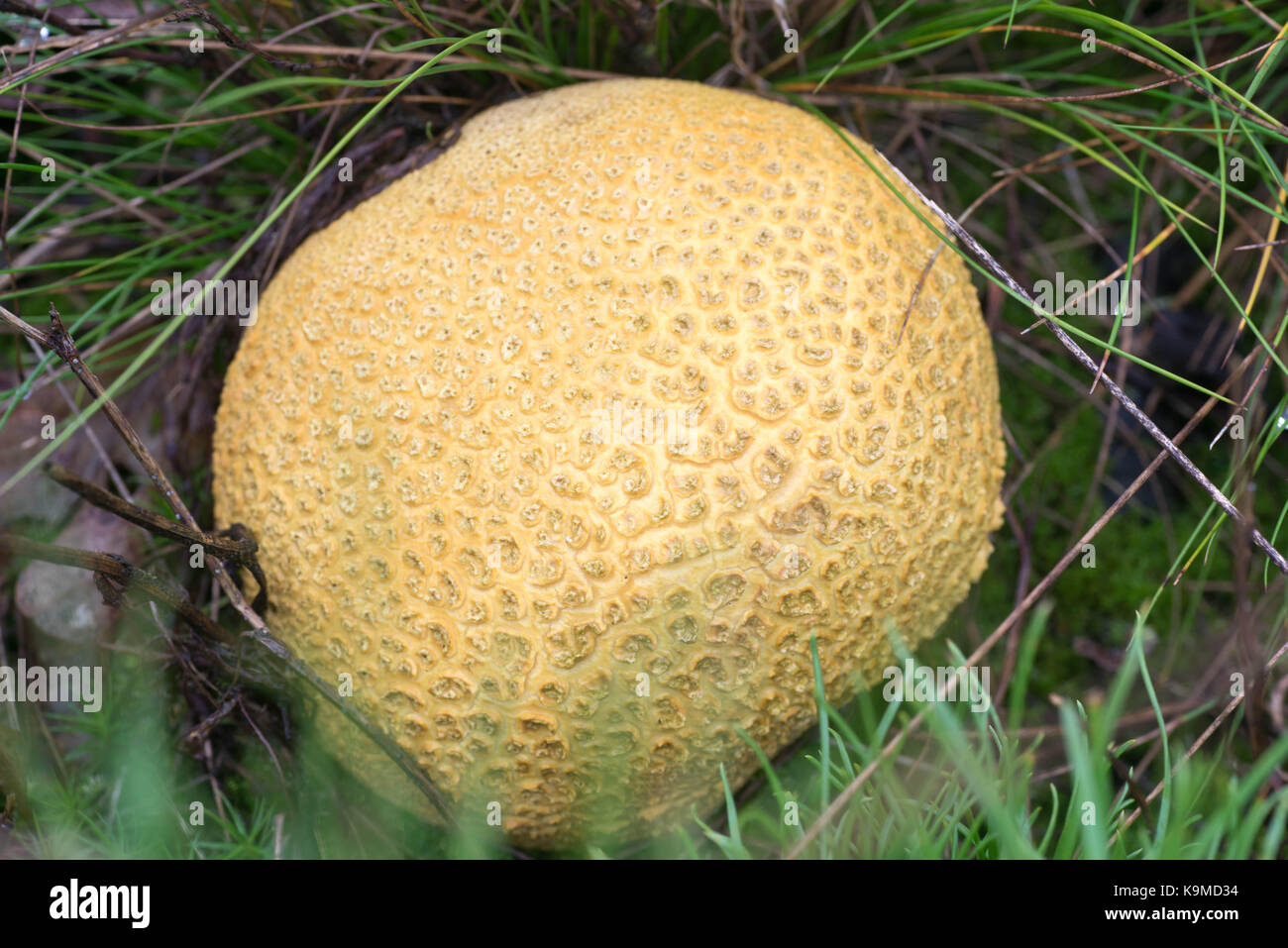 Unedible inedible hi-res stock photography and images - Alamy