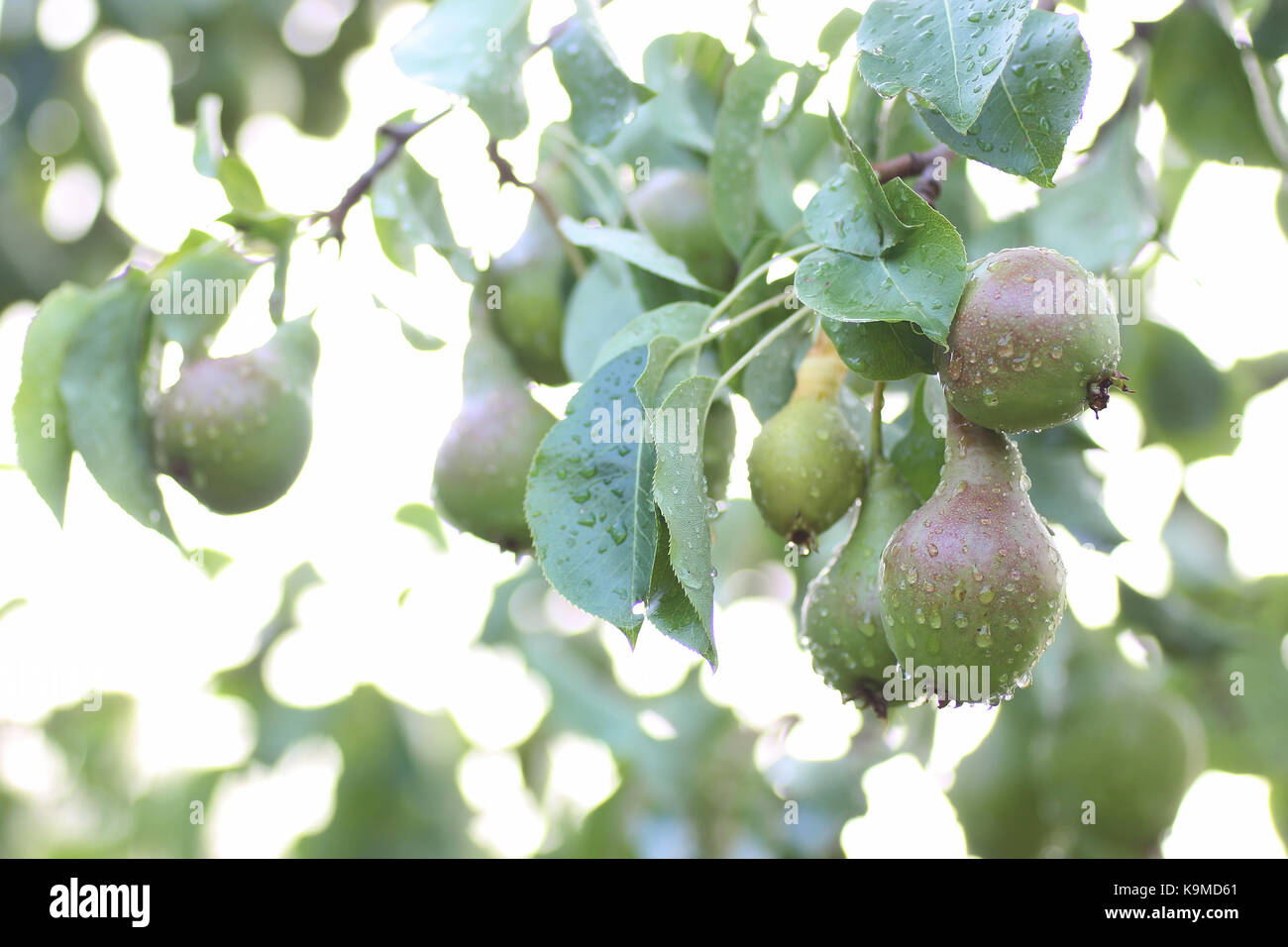 pear fruit on tree branch rain drop Stock Photo - Alamy