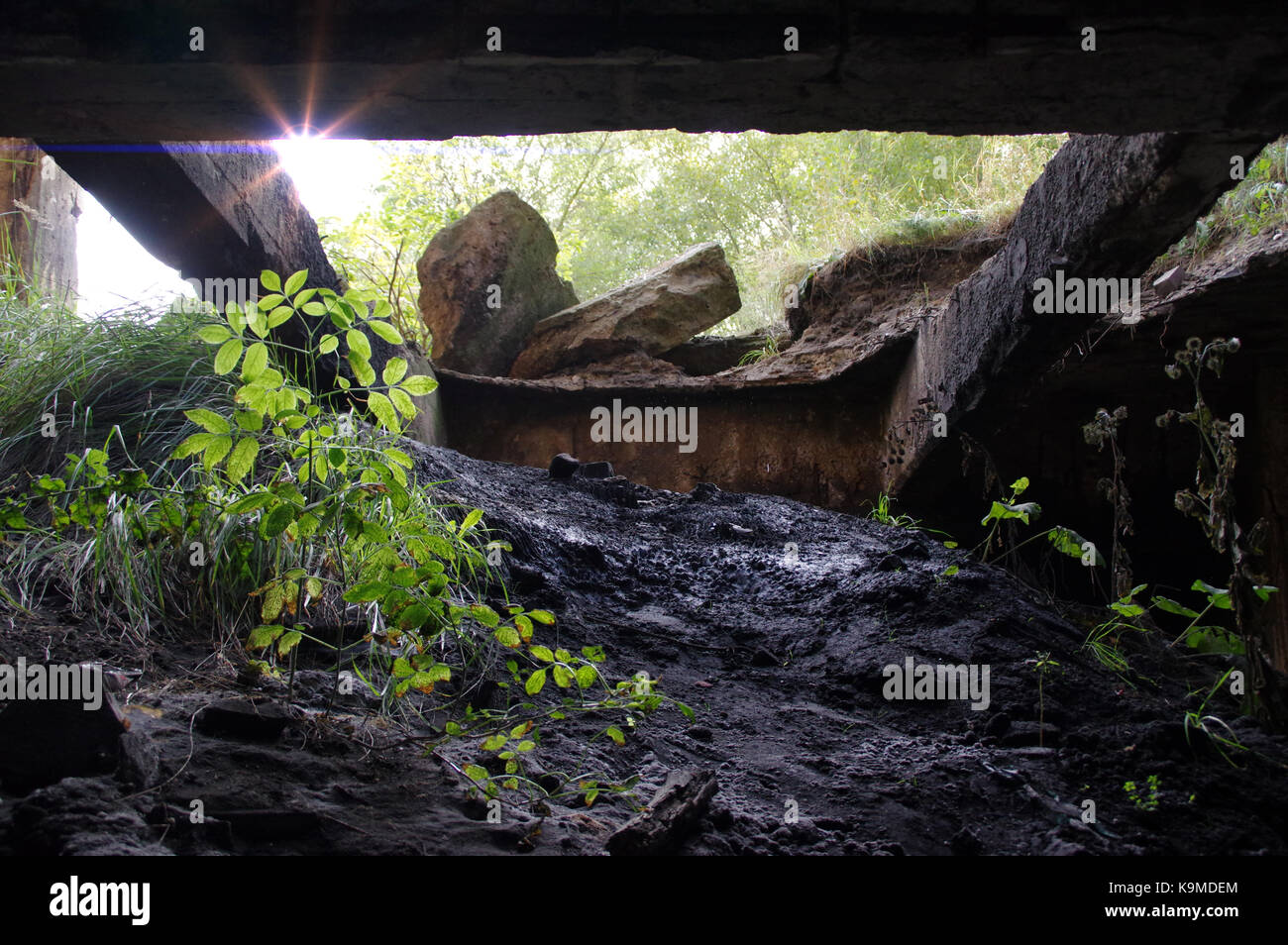 The new world after nuclear war apocalypse - concept. Plants at the ...