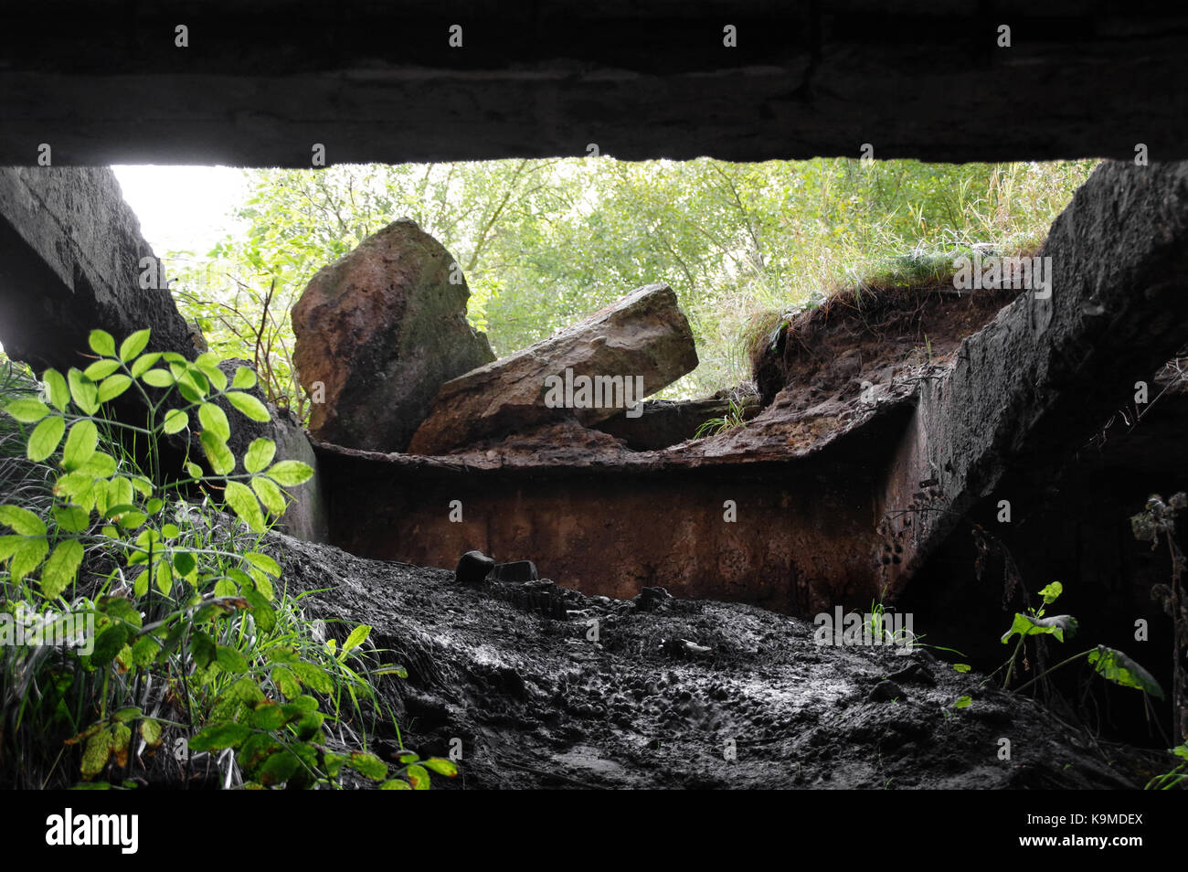 The new world after nuclear war apocalypse - concept. Plants at the ...