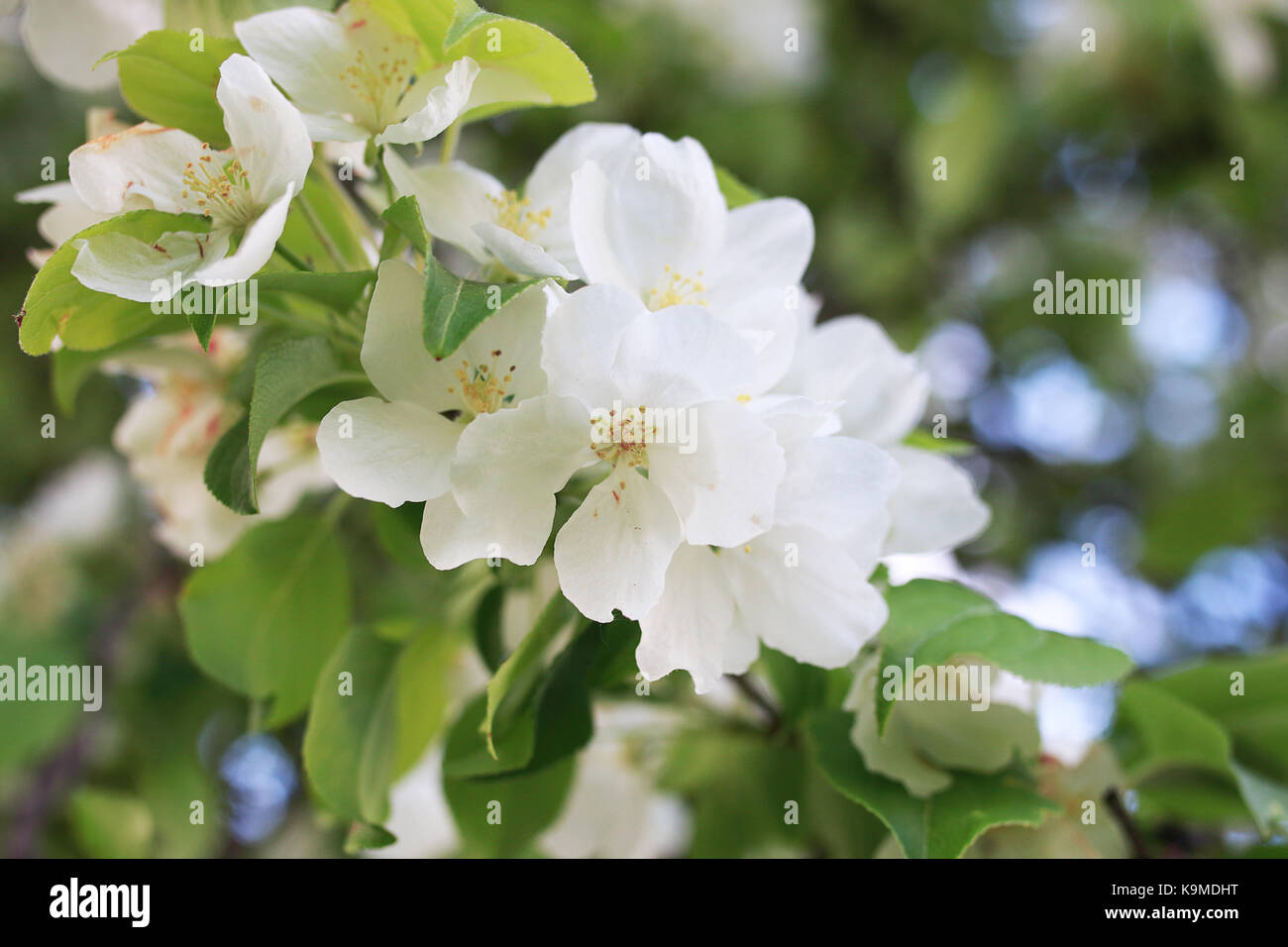 flowering apple tree with bright white flowers Stock Photo - Alamy