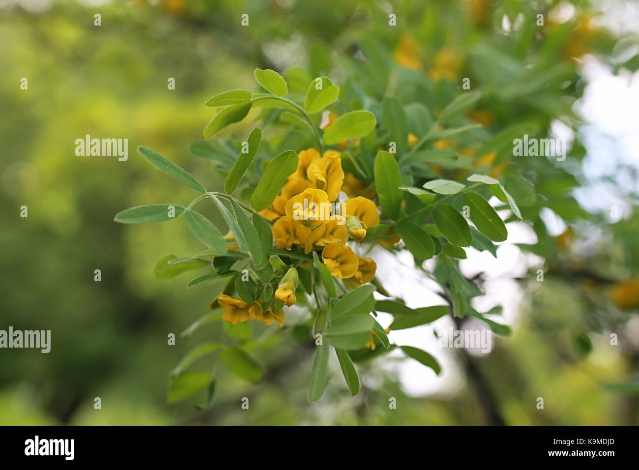 park in the city, young sprouts of trees in spring Stock Photo - Alamy