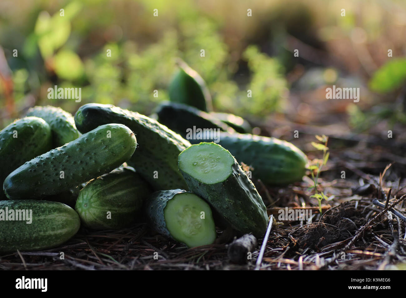 cucumber crop on the ground Stock Photo - Alamy