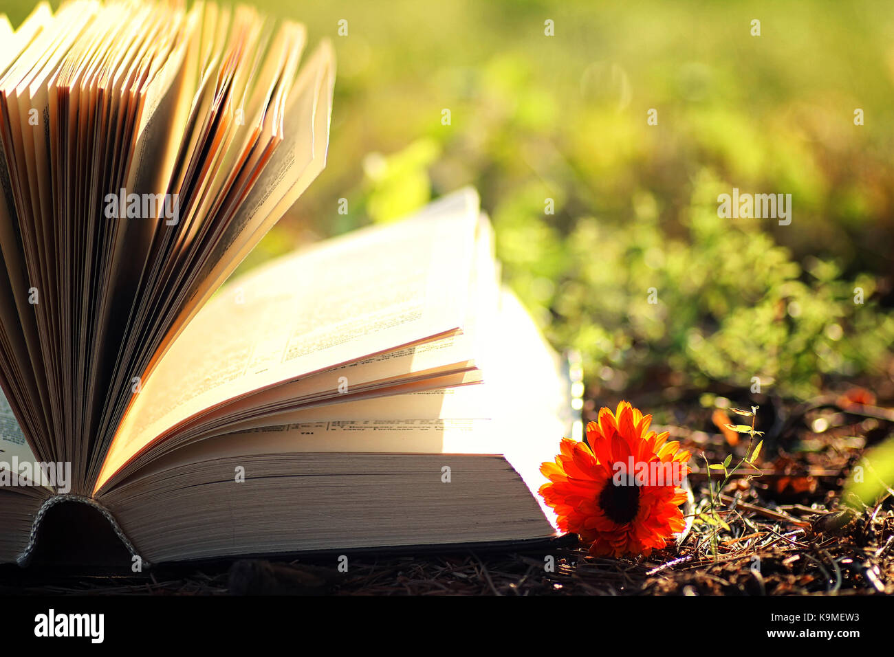 open book with flower on grass Stock Photo - Alamy