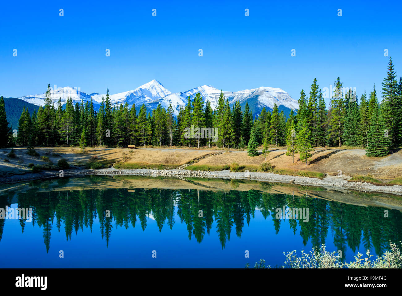Water forgetmenot hi-res stock photography and images - Alamy