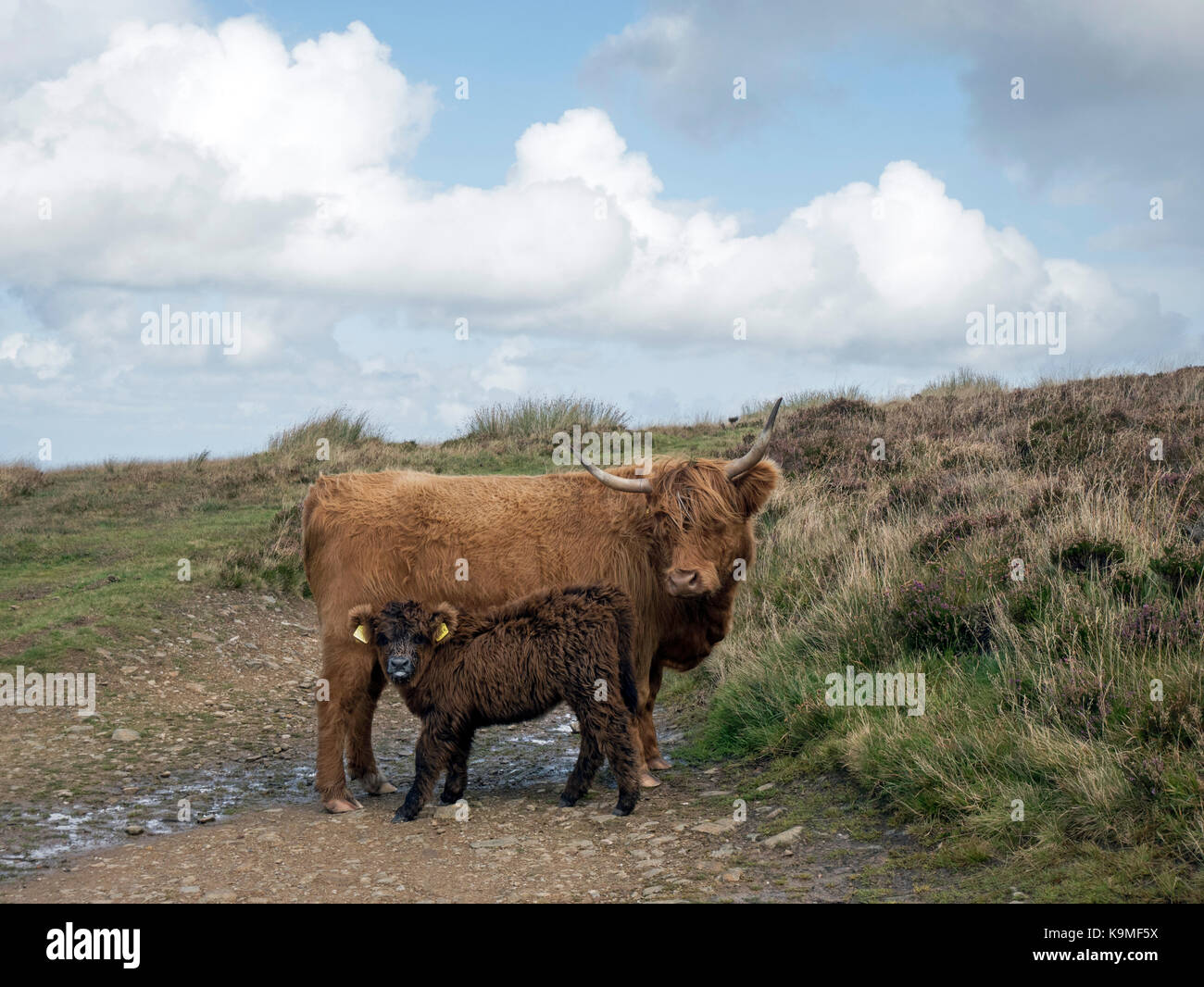 Highland cow with calf, on Exmoor Stock Photo - Alamy