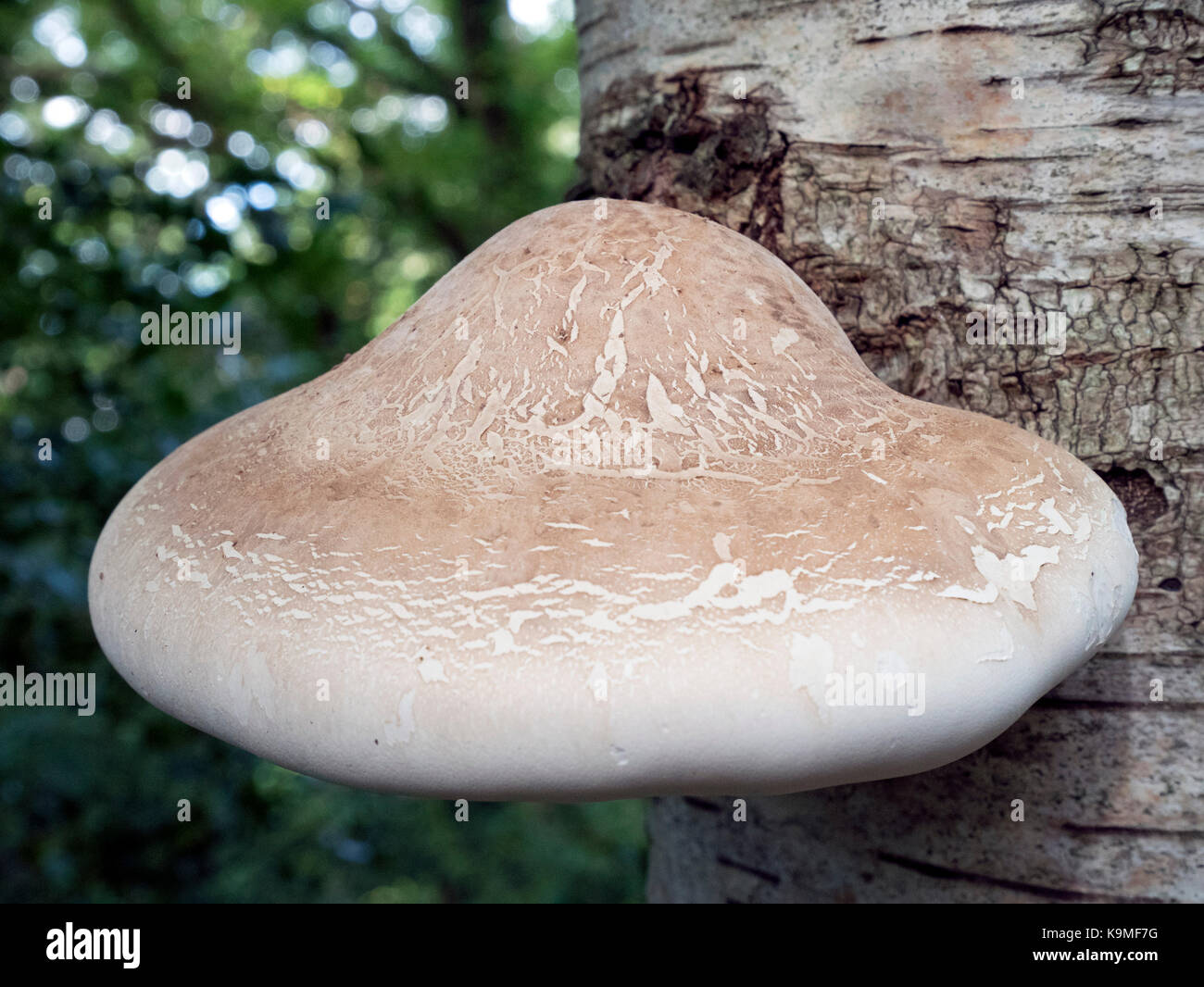 Piptoporus betulinus; commonly known as birch polypore or razor strop ...