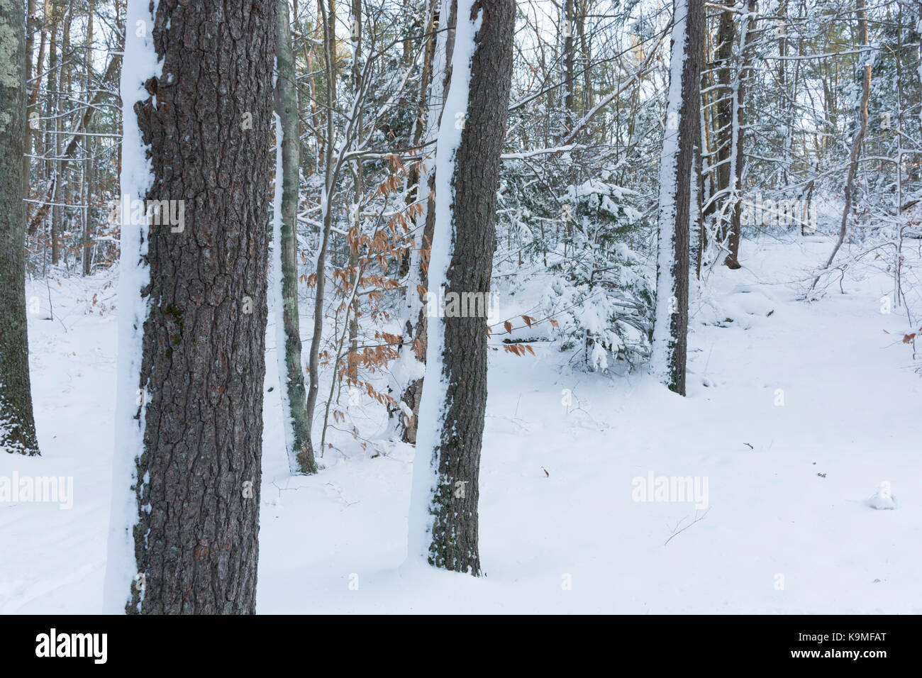 Fresh snow in winter woods, Breakheart Reservation, Wakefield, MA Stock ...