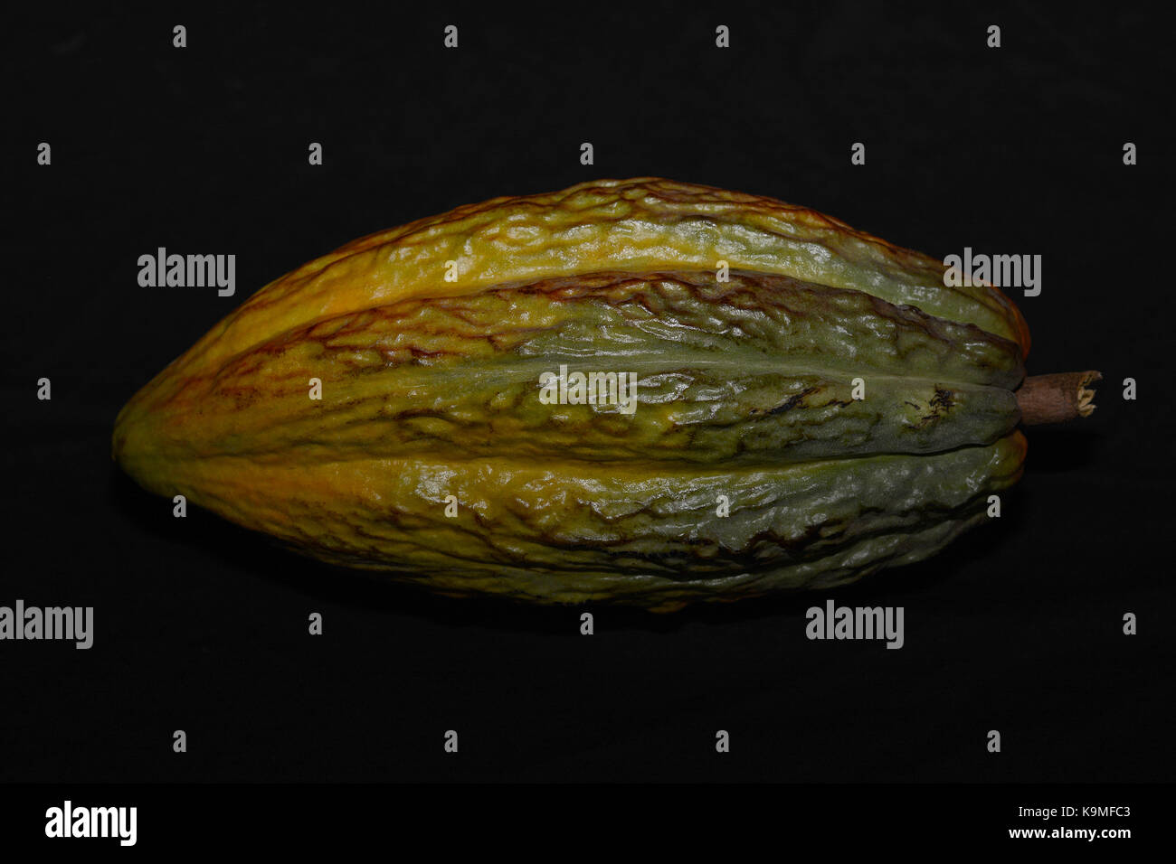 Green cocoa pod hi-res stock photography and images - Alamy