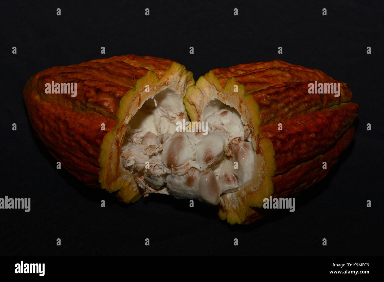 Red cocoa pod hi-res stock photography and images - Alamy