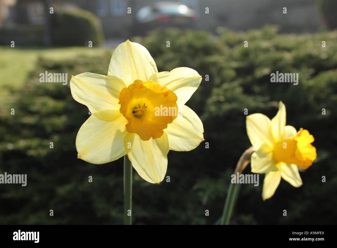 Daffodils in Spring Stock Photo - Alamy