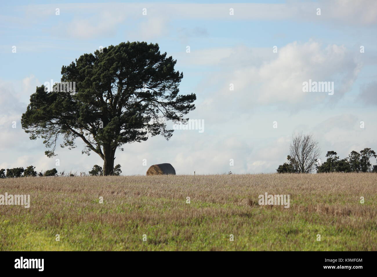 Field With Tree, Scarborough, UK Stock Photo - Alamy