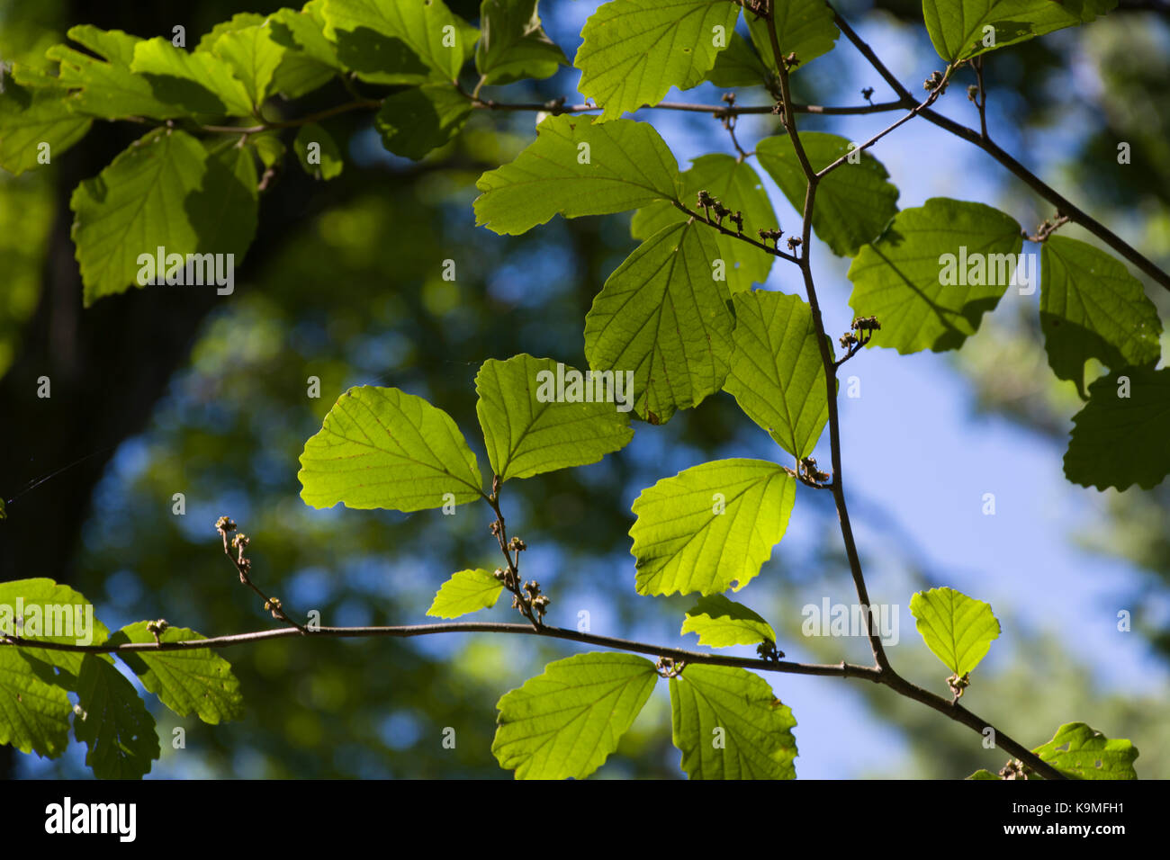 Beech forest massachusetts hi-res stock photography and images - Alamy