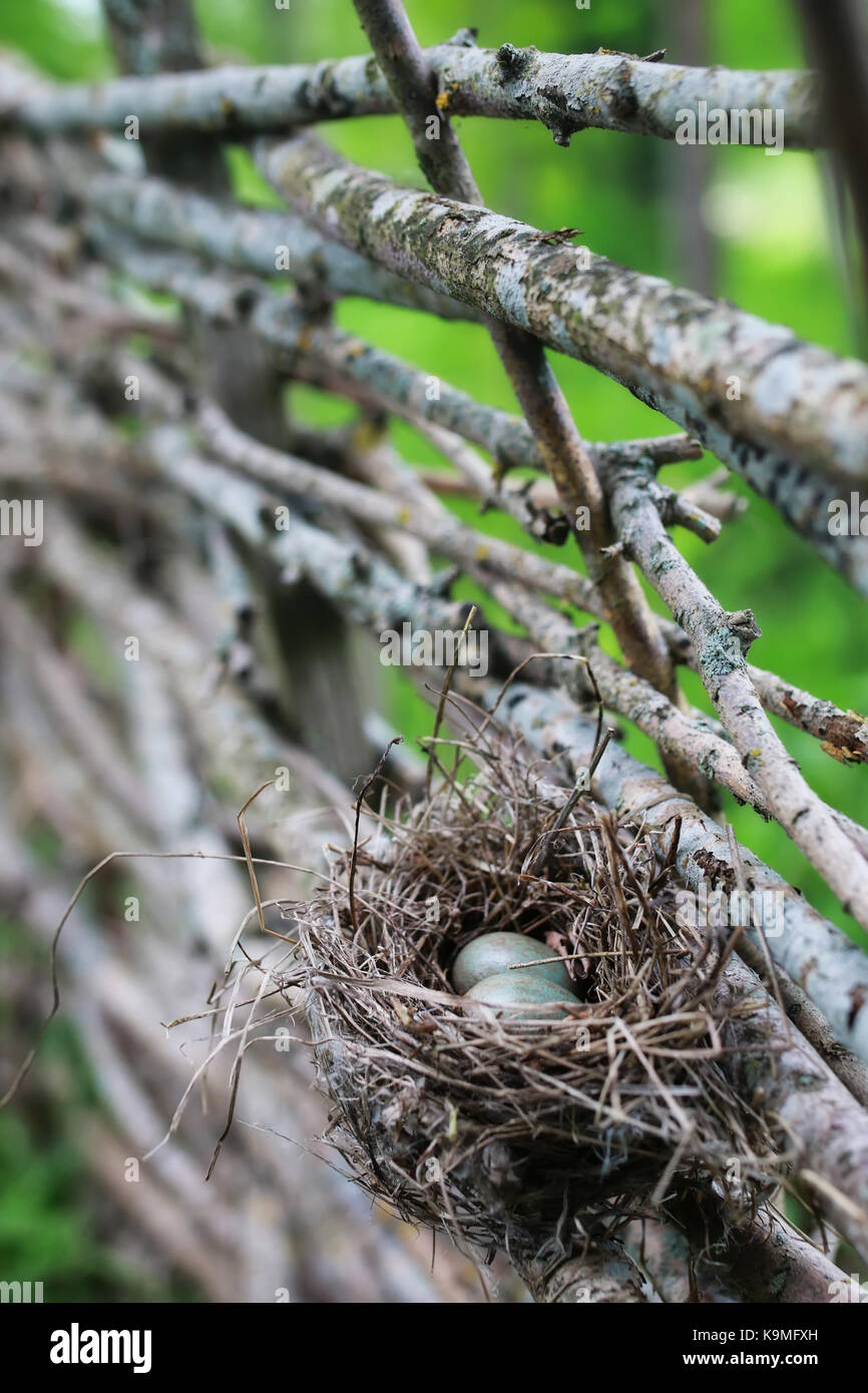 bird nest in nature Stock Photo - Alamy