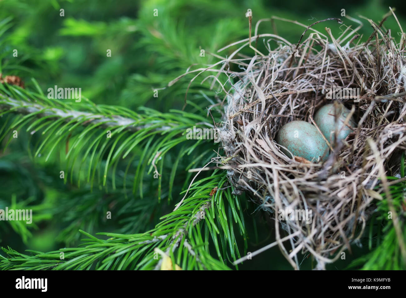 bird nest in nature Stock Photo - Alamy