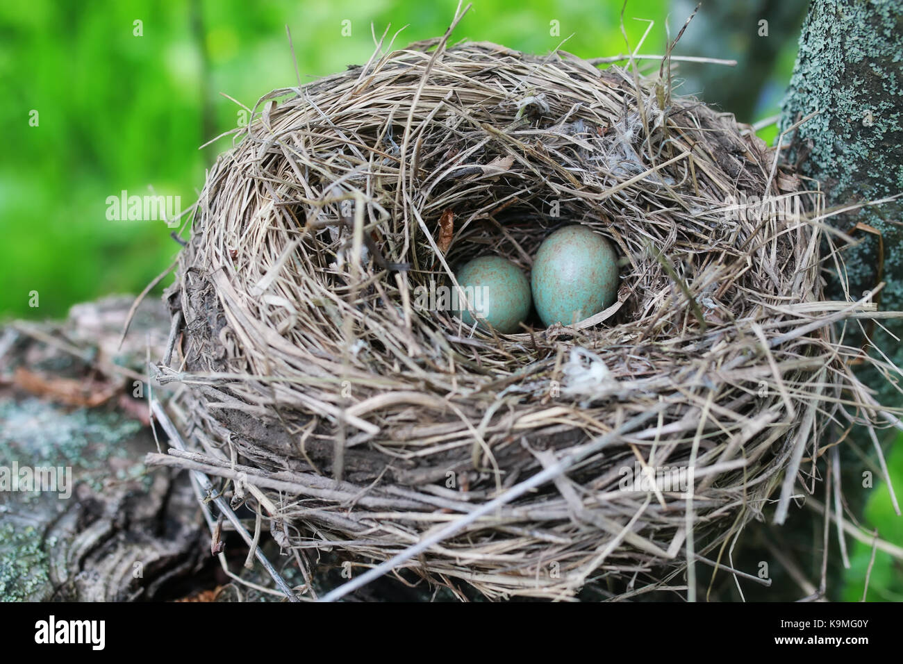 bird nest in nature Stock Photo - Alamy