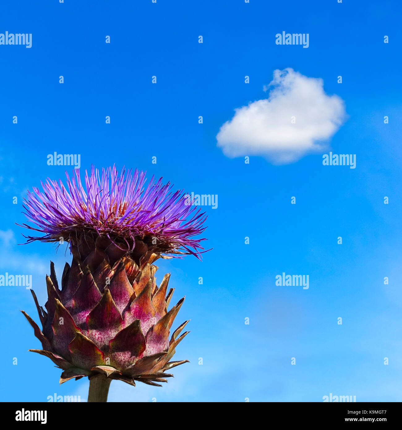 Colourful Giant Thistle against a clear blue sky with a single fluffy ...