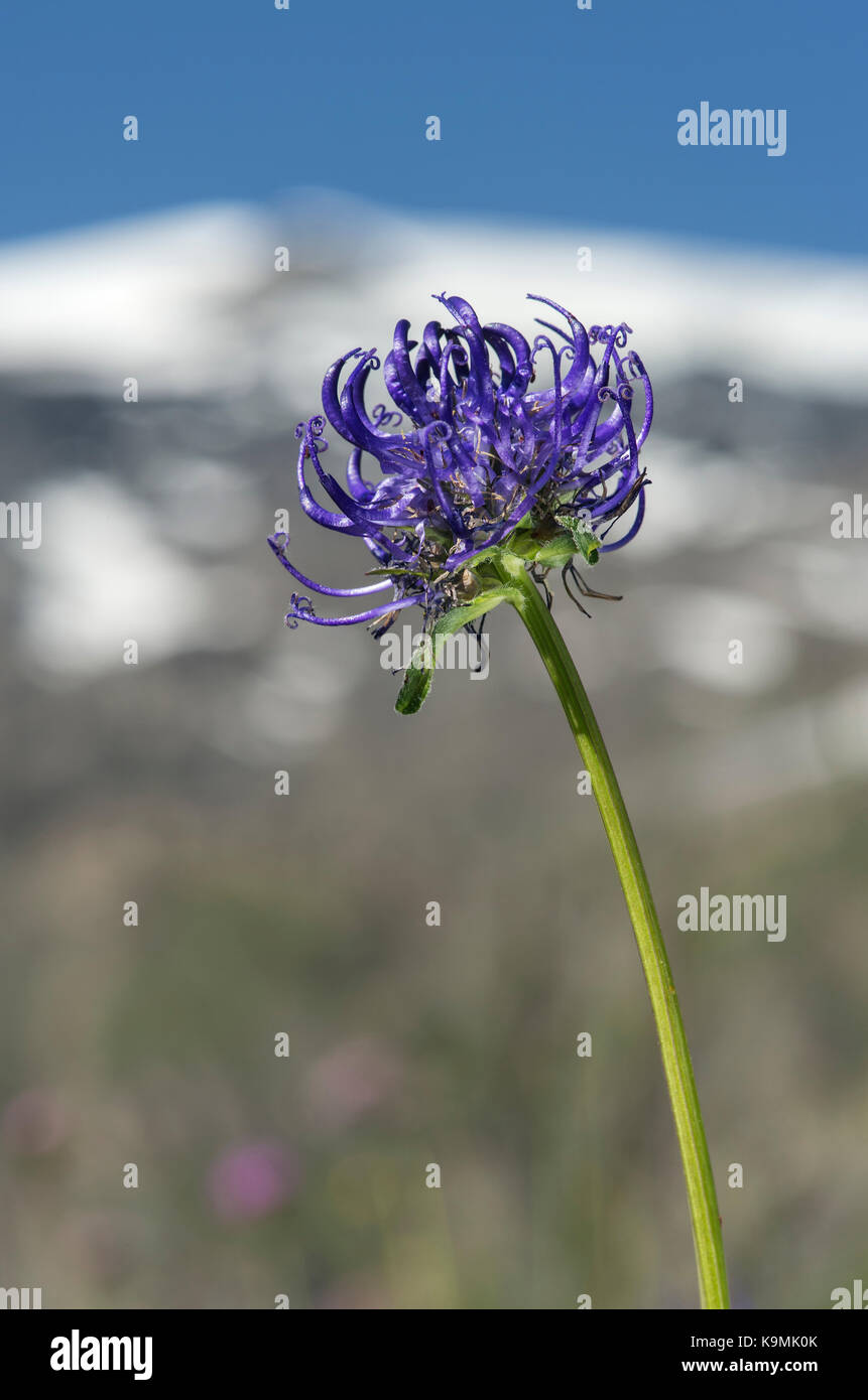 Round headed rampion phyteuma orbiculare hi-res stock photography and ...