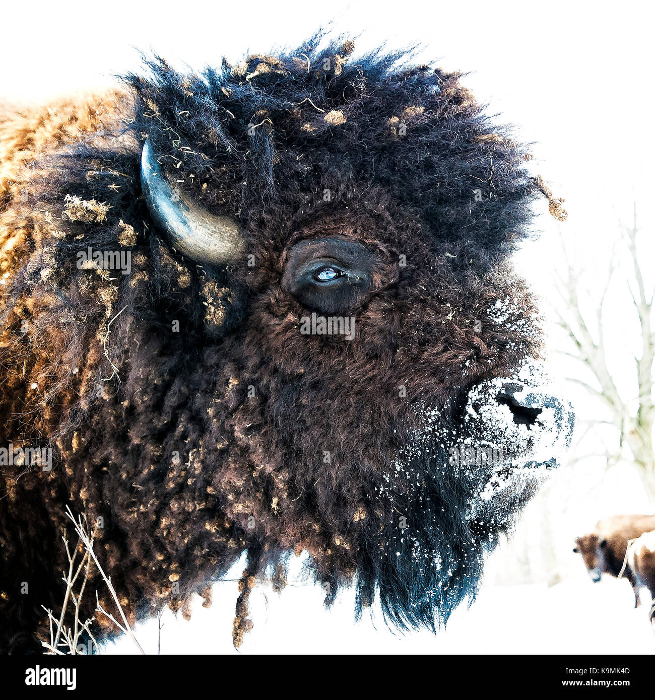 Bison Bull in Winter Stock Photo - Alamy
