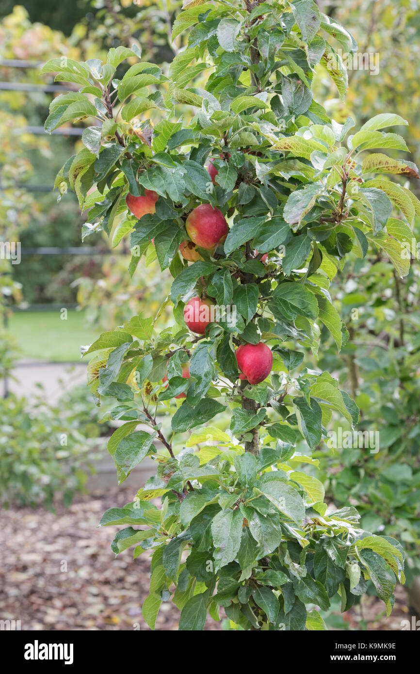 Columnar apple trees hi-res stock photography and images - Alamy