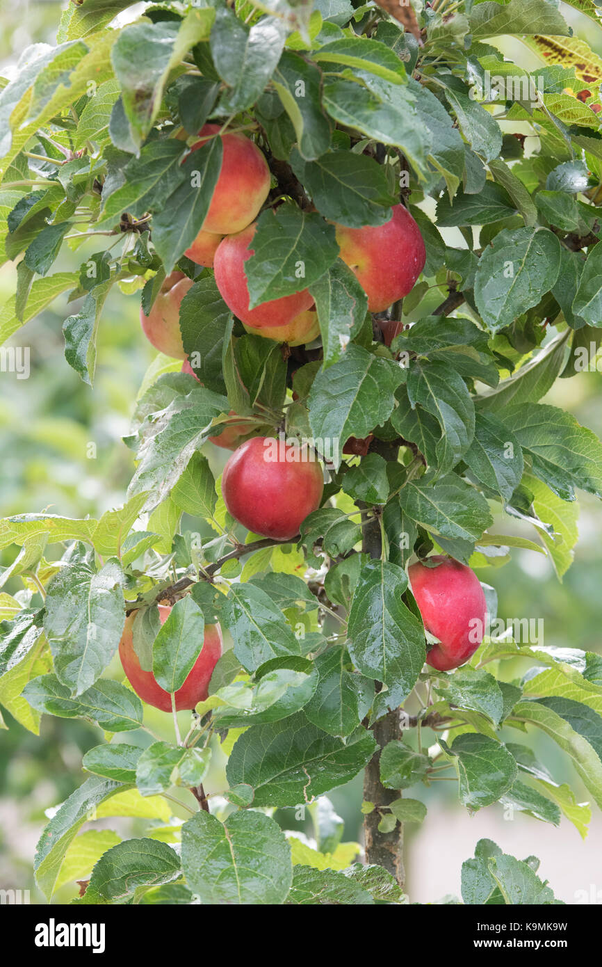 Columnar apple trees hi-res stock photography and images - Alamy