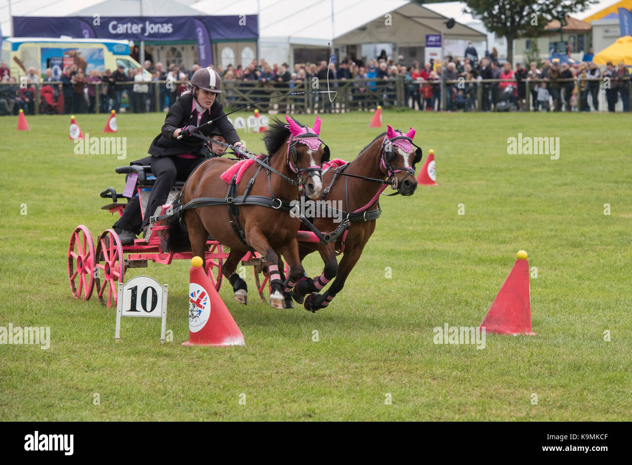Double Harness Scurry Driving. Scurry driving in the main arena at The ...