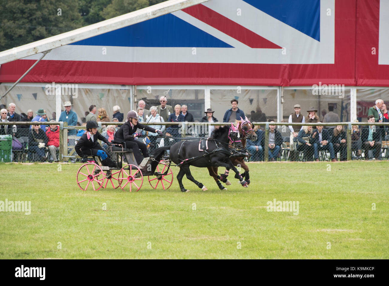 Double Harness Scurry Driving. Scurry driving in the main arena at The ...